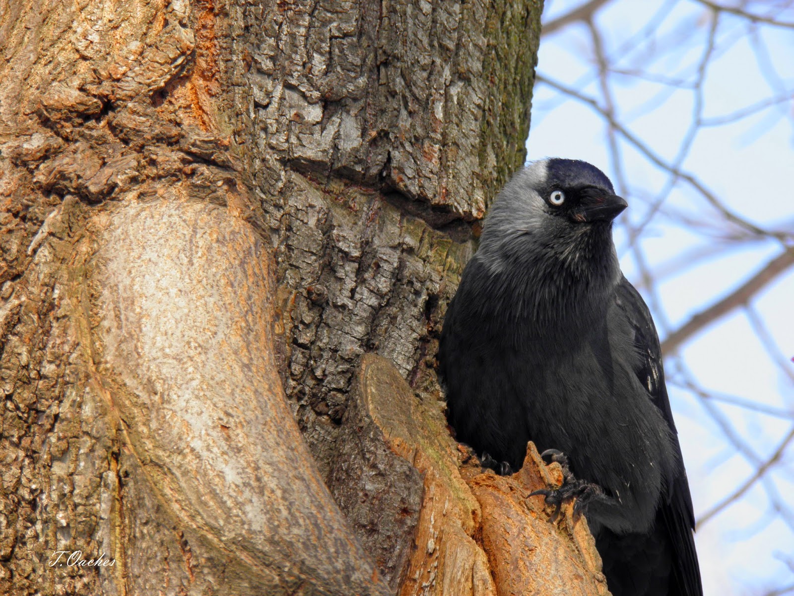 PASARI DIN ROMANIA: STANCUTA, Corvus monedula