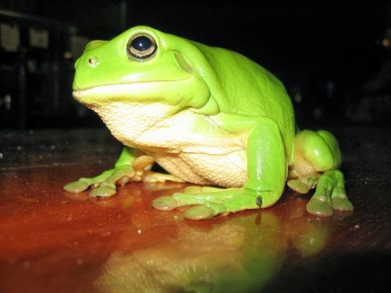 Koleksi Spesial 57+ Gambar Sketsa Katak