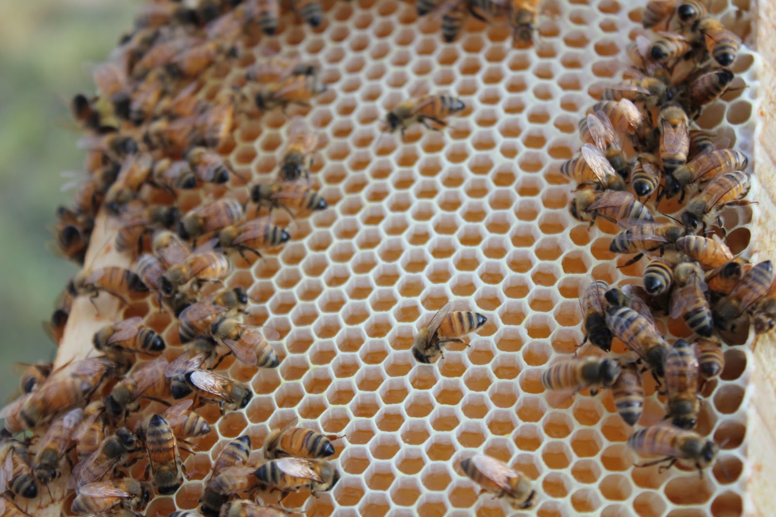 Squash Blossom Farm: Bee-autiful!