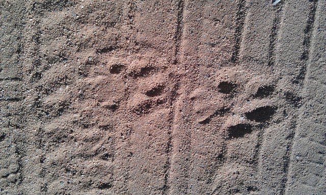 Cheetah News: The Scat Walk