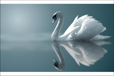 ʼmd: preocupări și interese: Simbolul lebedei în miturile lumii antice