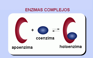 Biologia 12ºano: Fermentação e atividade enzimática