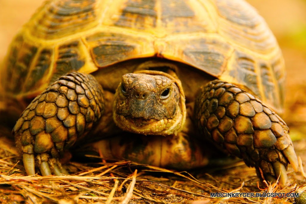 MARCIN KRYGER - W Dolinie Noteci!: ŻÓŁW STEPOWY
