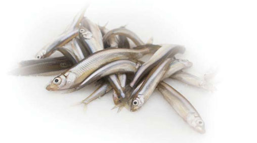 Tackle-Umi: Smelt Fishing "Wakasagi Tsuri" in comfortable boat