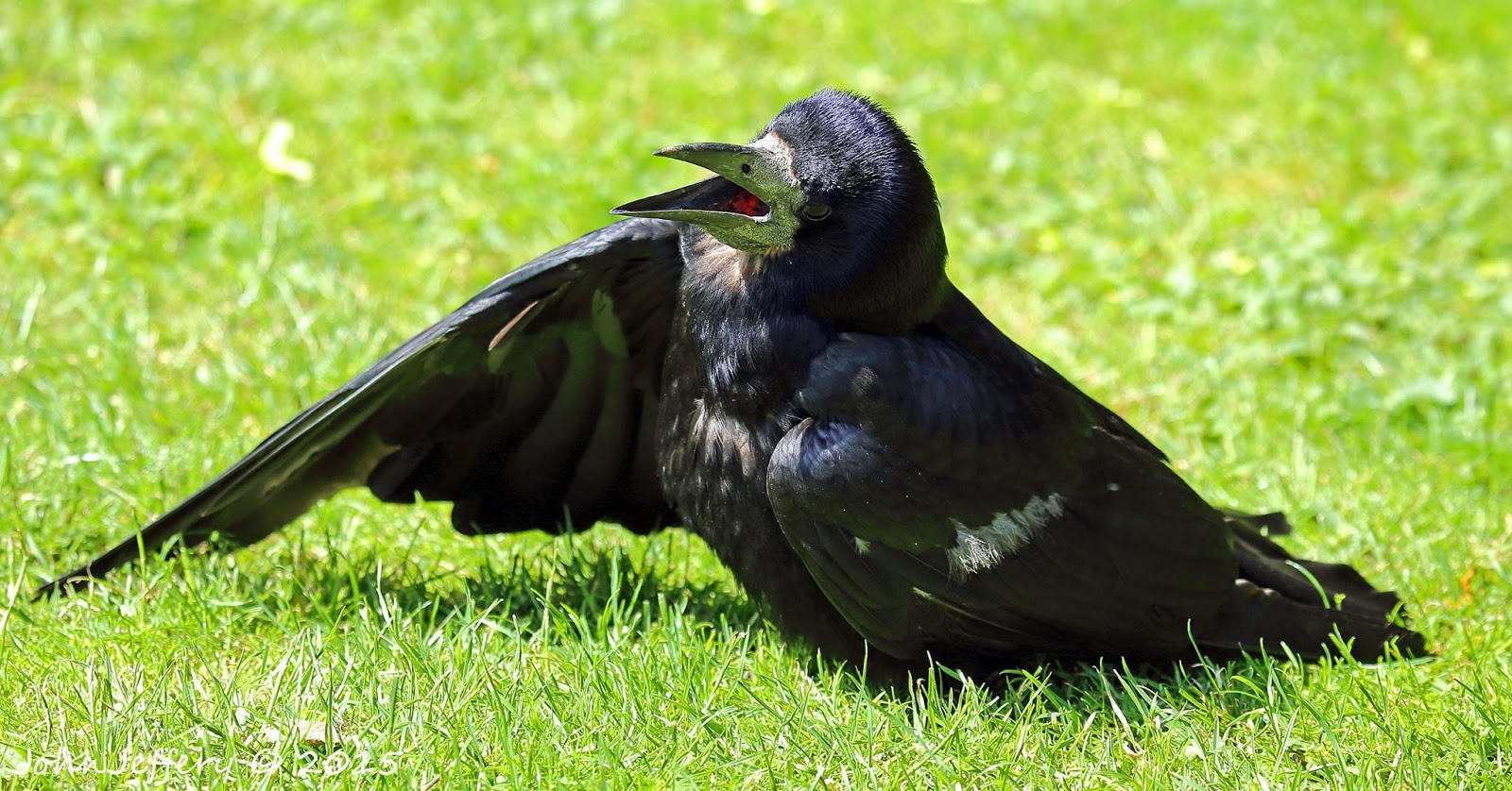 JJ's Photographic nature blog: WWW...Weird, Wacky, Wonderful...