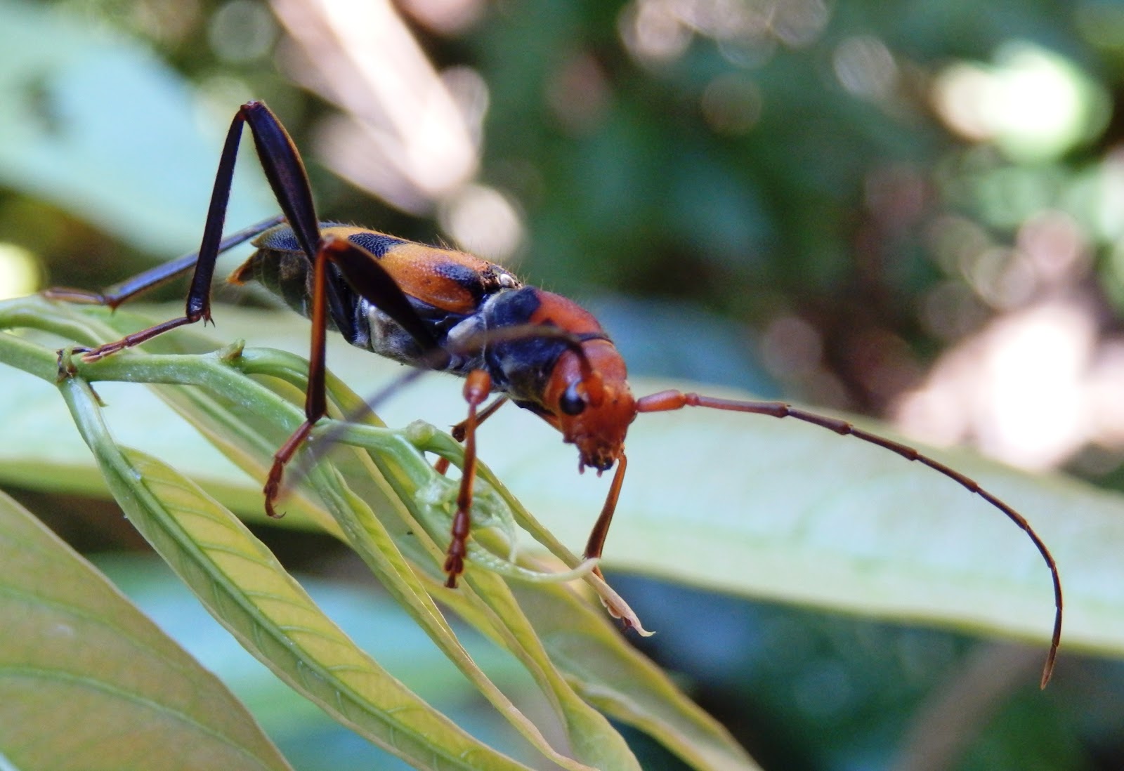 News from Coquette Point