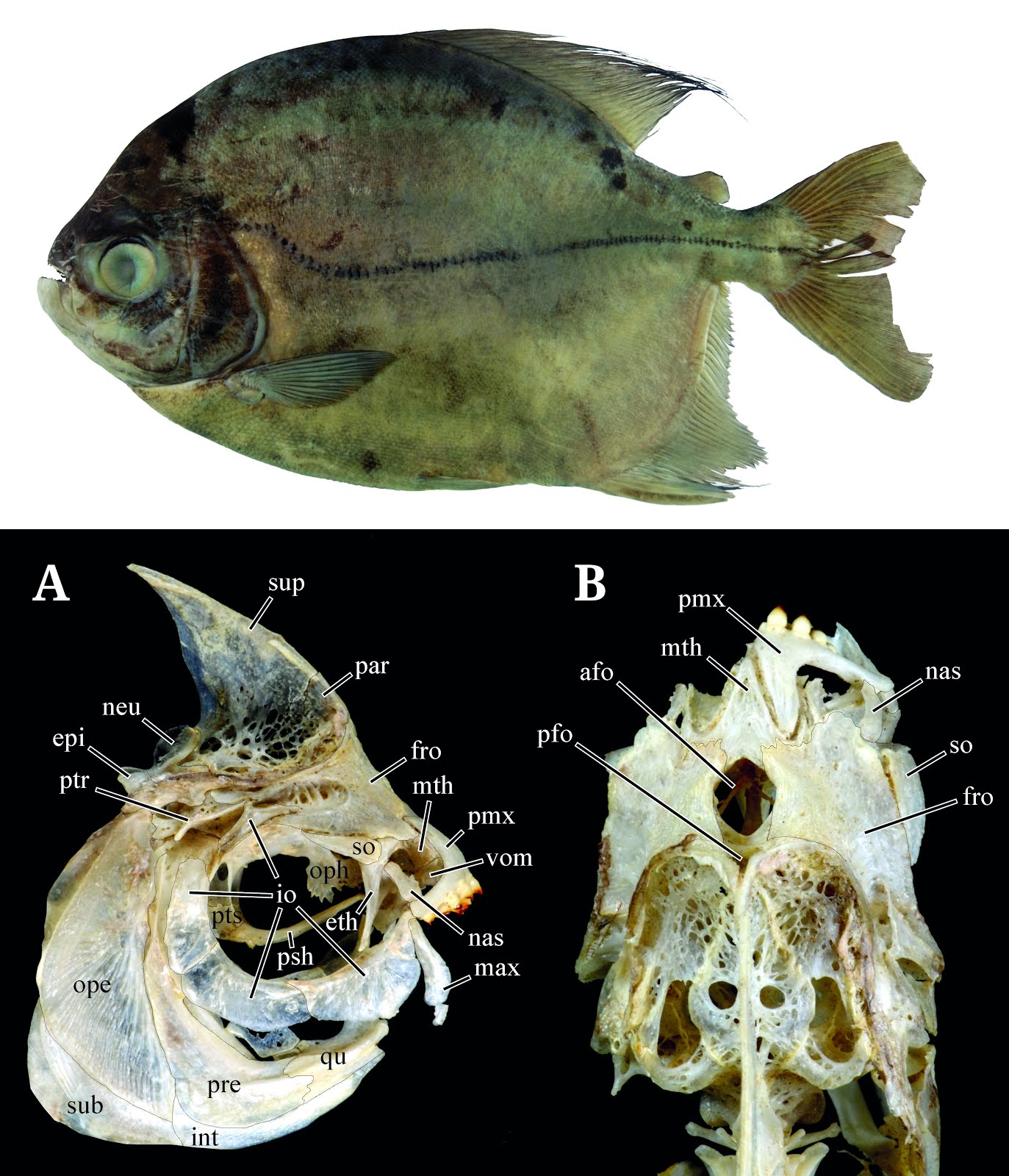 Species New to Science: [Ichthyology • 2020] Myloplus nigrolineatus ...