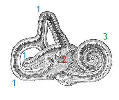 Anatomía oído: Oído Interno ~ Audiología didáctica para estudiantes