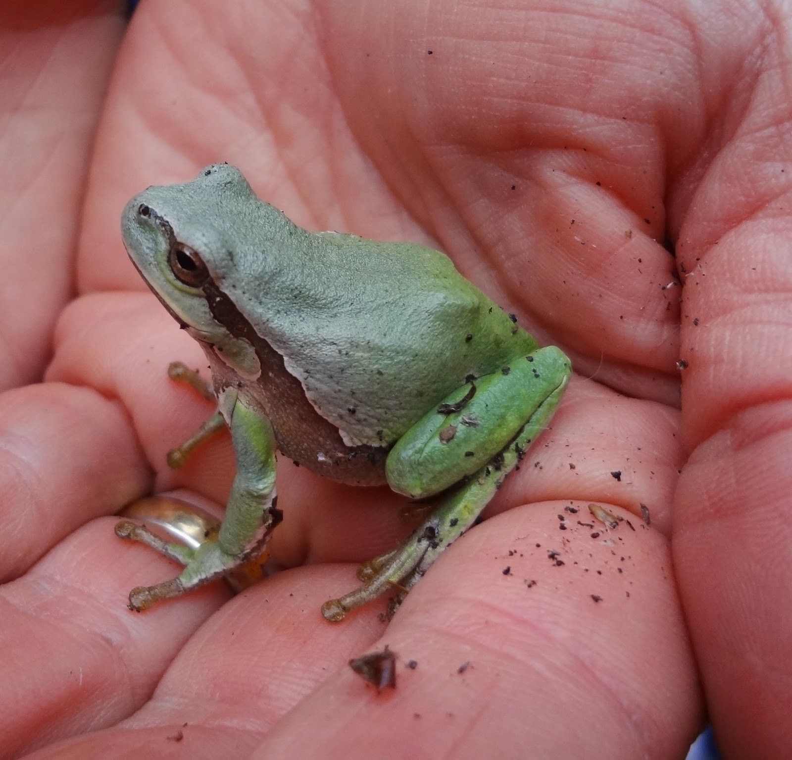 Simplyfil: Rainette verte / Tree frog