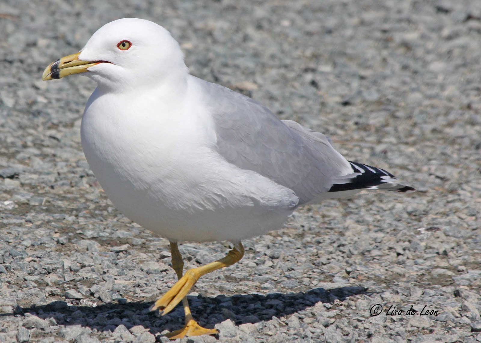 Birding with Lisa de Leon: Ring-billed Gull - Spring Arrivals