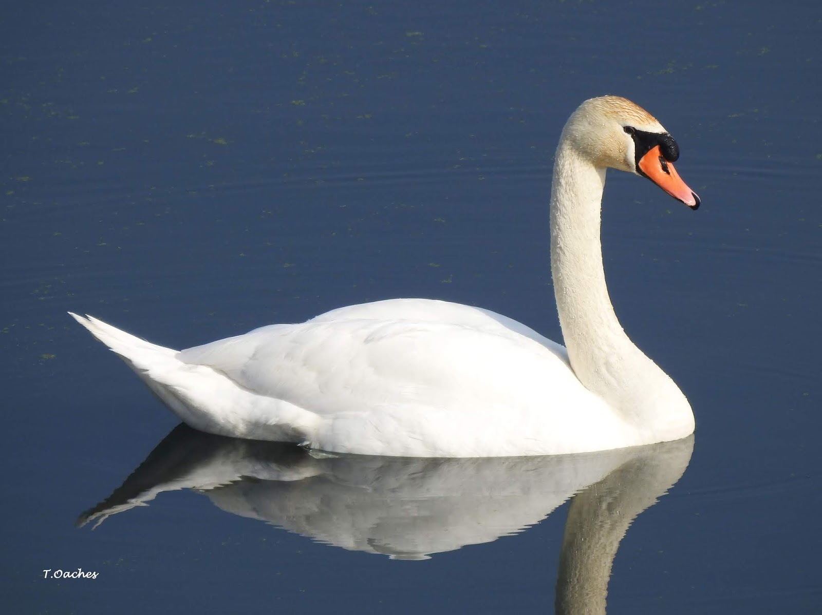 PASARI DIN ROMANIA: LEBADA DE VARA (1), Cygnus olor
