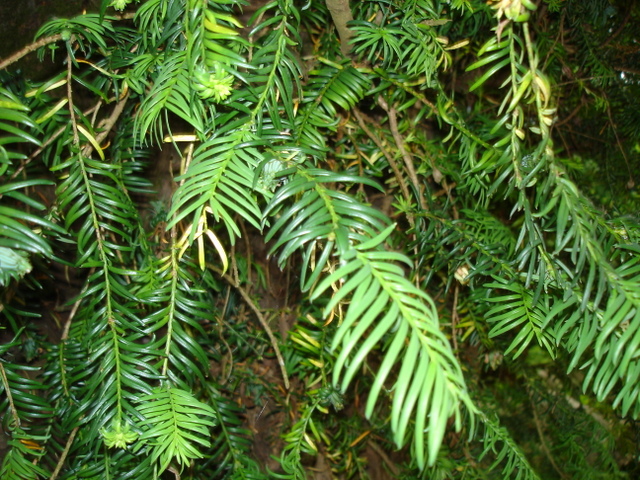 ARBRES: Teix (Taxus baccata)