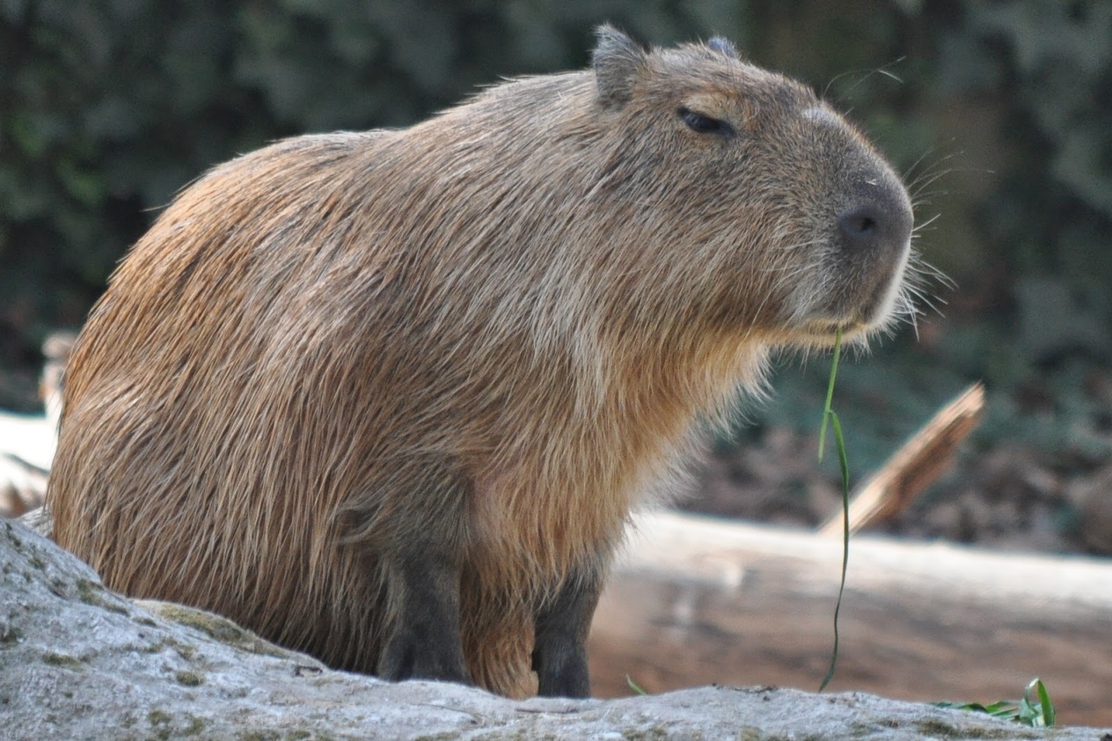 ZOOTOGRAFIANDO (MI COLECCIÓN DE FOTOS DE ANIMALES): CAPIBARA / CAPYBARA ... ZOOTOGRAFIANDO (MI COLECCIÓN DE FOTOS DE ANIMALES): CAPIBARA / CAPYBARA ...