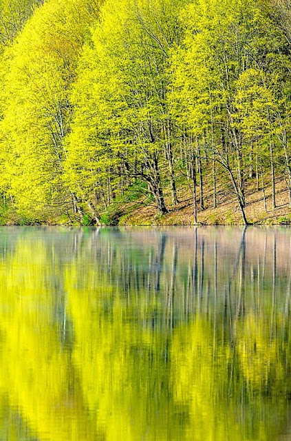 ㅤ: Um sabor de limão: A cor VERDE-LIMÃO!