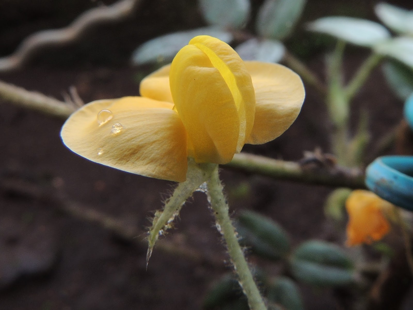 Fabaceae - Leguminosae no Brasil: Fabaceae - Arachis pietrarellii ...