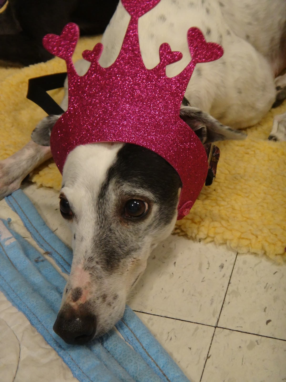 Northern Lights Greyhound Adoption Dog Blog: NLGA Photo Roundup ...