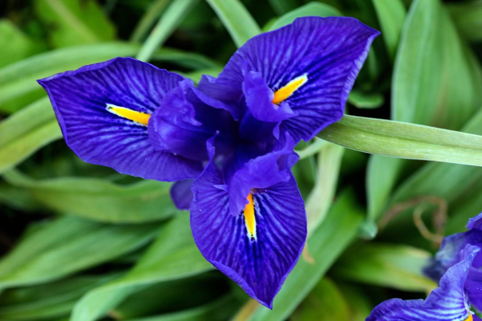 Plantas vasculares de Andalucía: Iridaceae