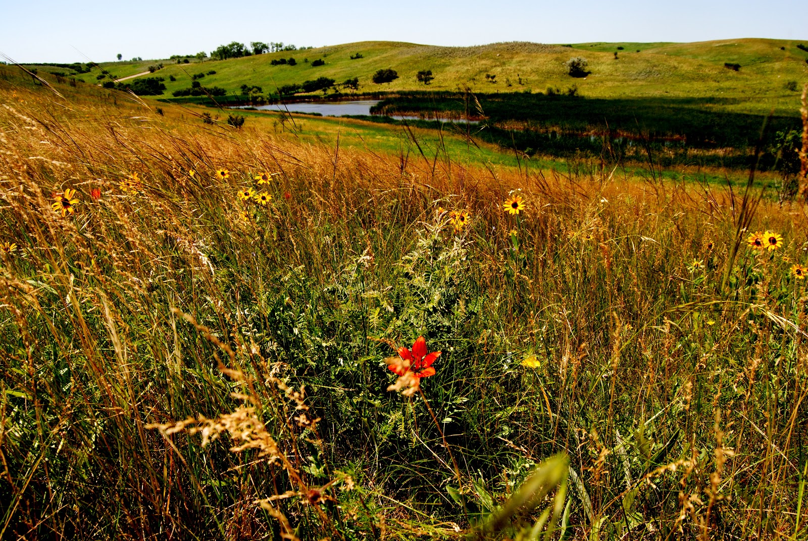 Ecology of Appalachia: Native Prairie Adaptive Management