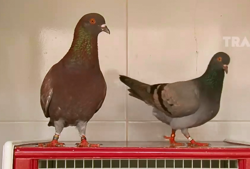 Merpati Balap Terminator Legendaris | Merpati Balap