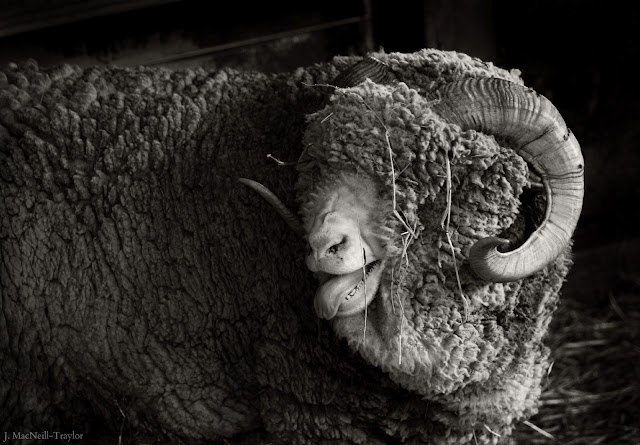 The Mare's Tales - Gypsy Mare Studios: Hopewell