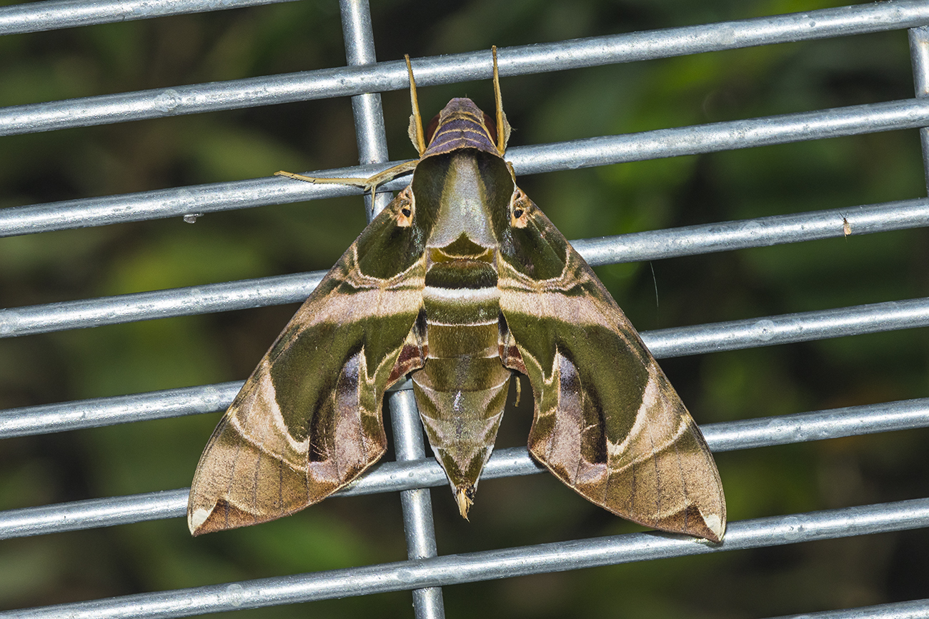 As The Crow Flies - a Hong Kong Birding Blog: West Malaysia - January ...
