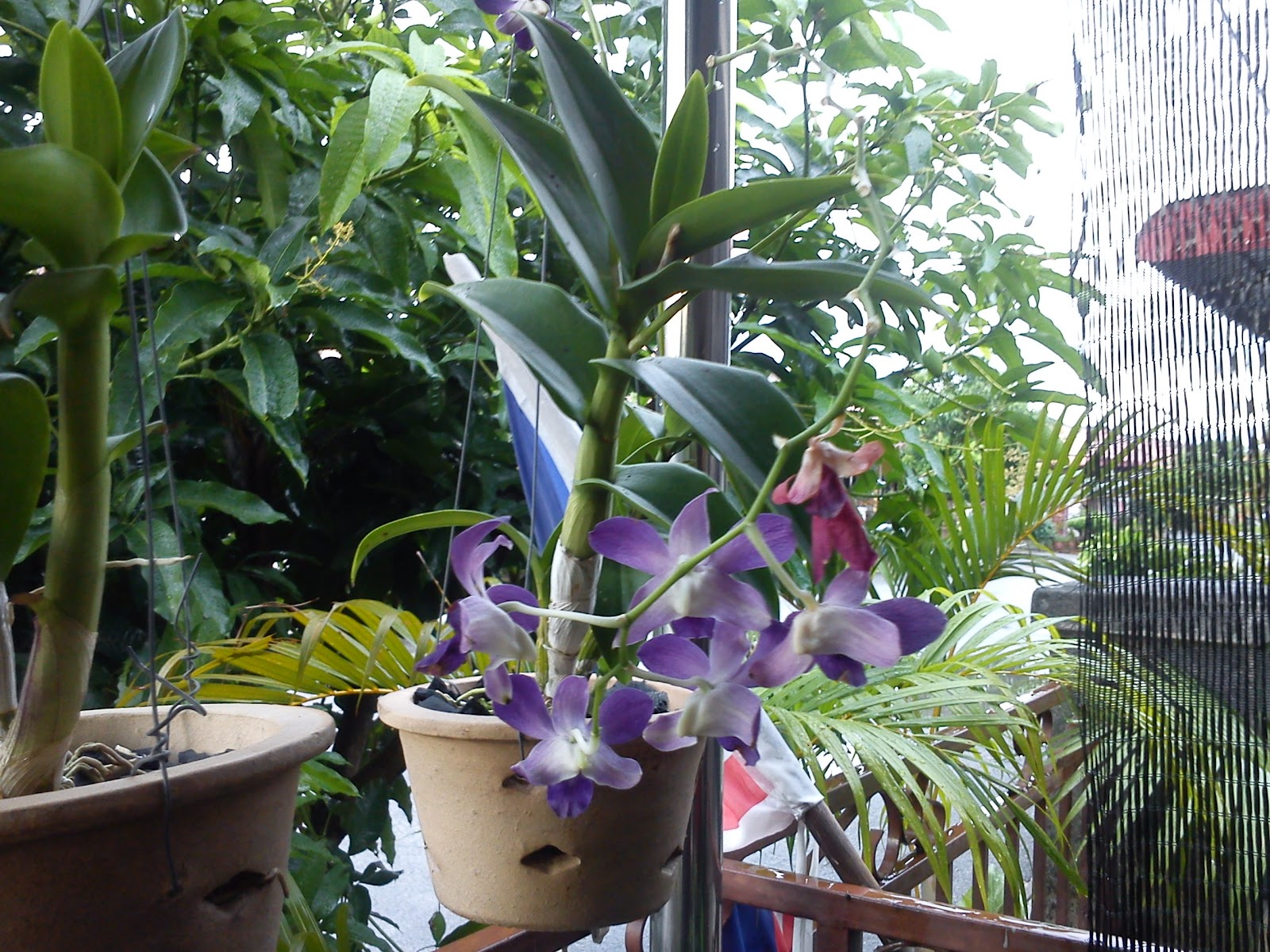 Hidup Yang KetentuanNYA: Kebun Orkid - Bunga Orkid