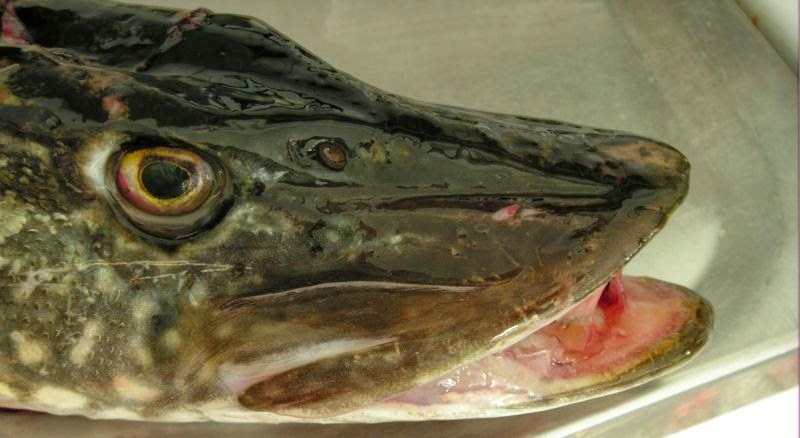 Herkkusuun lautasella Ruokablogi: Keitettyä haukea munakastikkeella