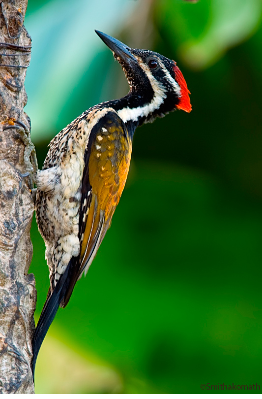 We love Our Bangladesh: Woodpecker (Kaththokra) is a native bird of ...