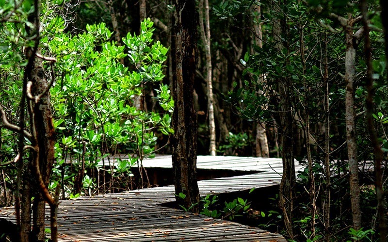 Hutan Mangrove Karimunjawa - Tracking mangrove