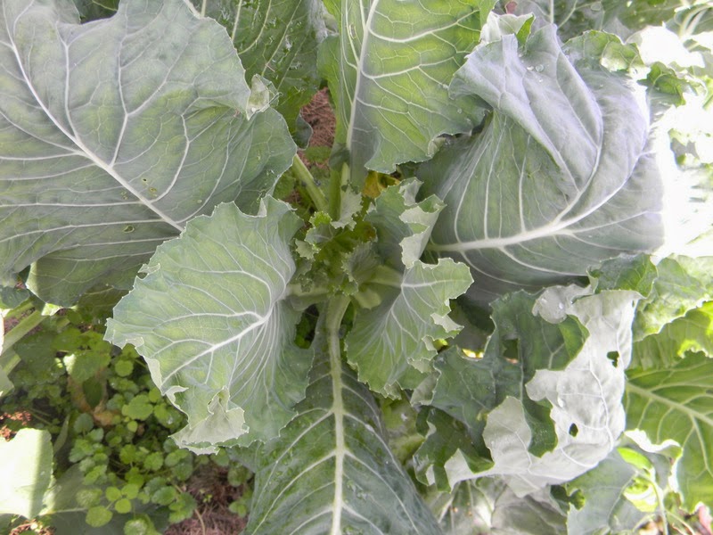 Home Joys: It Works! Row Covers for Worm Free Broccoli