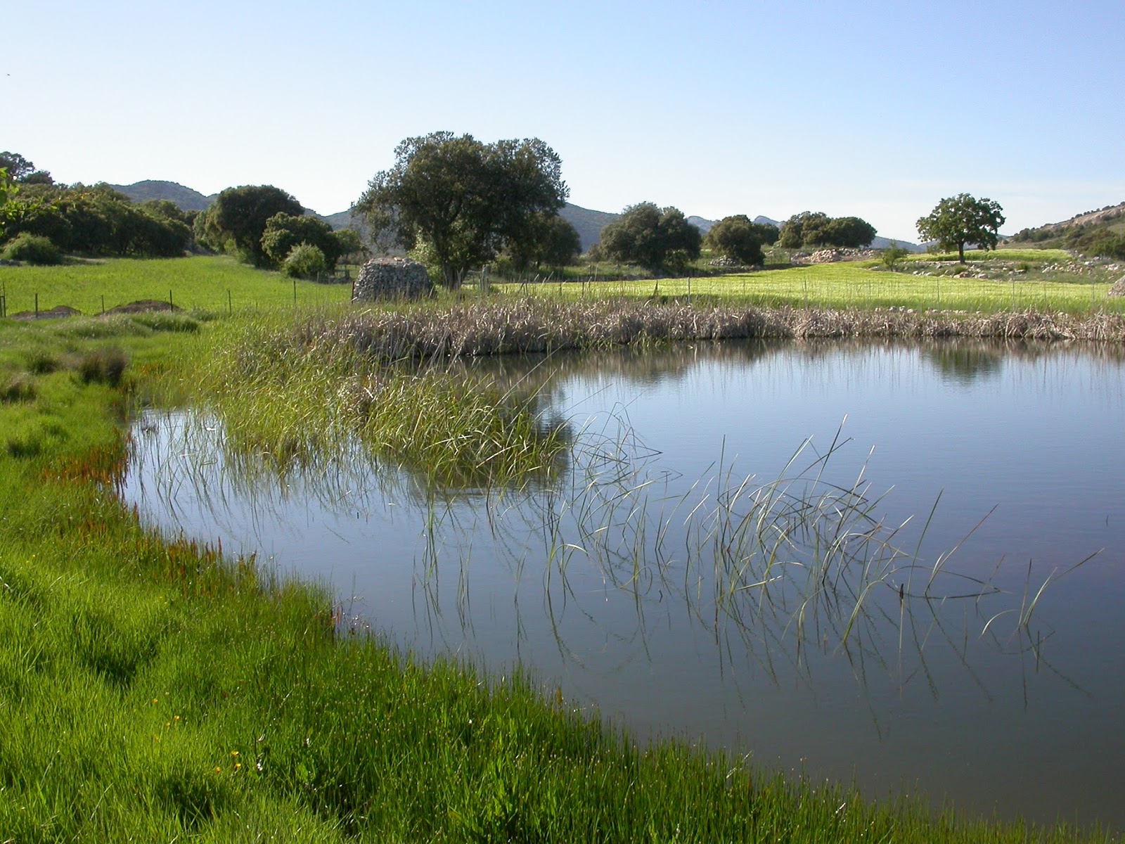 Asociación Herpetológica Granadina: La Charca del Puerto, una ...