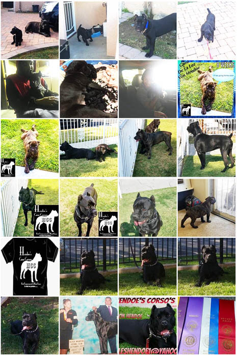 Four legged friends (and enemies): California: Cane Corso breeder ...