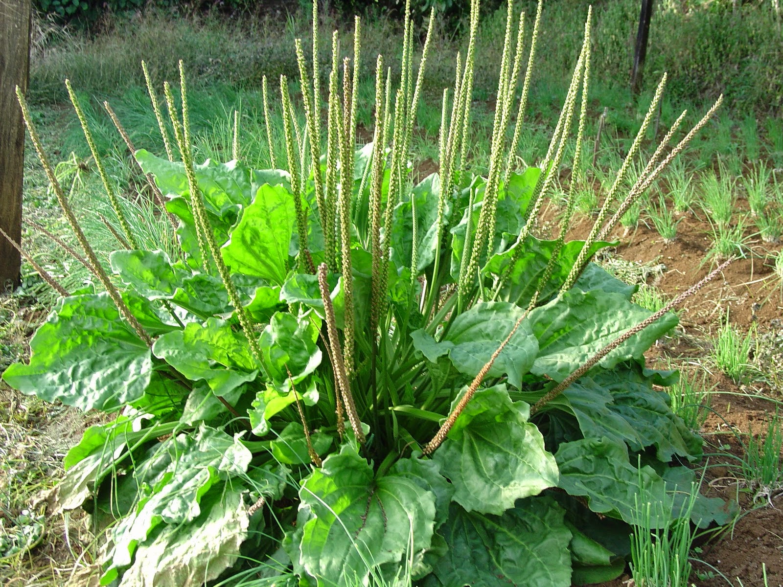 Tanchagem - Plantago major