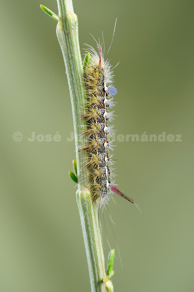 José Juan Hernández Tenerife, Canarias.: Calliteara fortunata