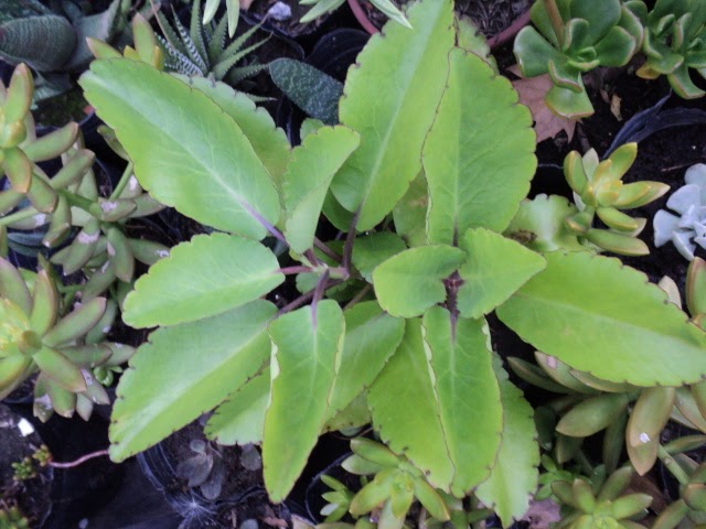 PLANTAS MORENAL: Kalanchoe Pinnata (Yerba bruja, hoja del aire ...