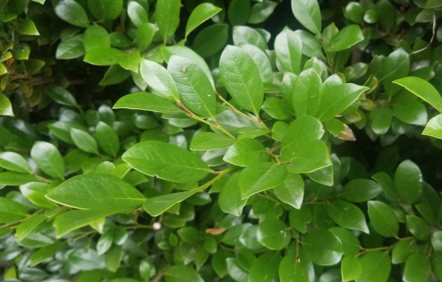 Future Plants by Randy Stewart: Isu Tree