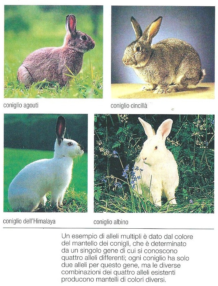 Portale Scientifico: Un gene può possedere più di due forme alleliche