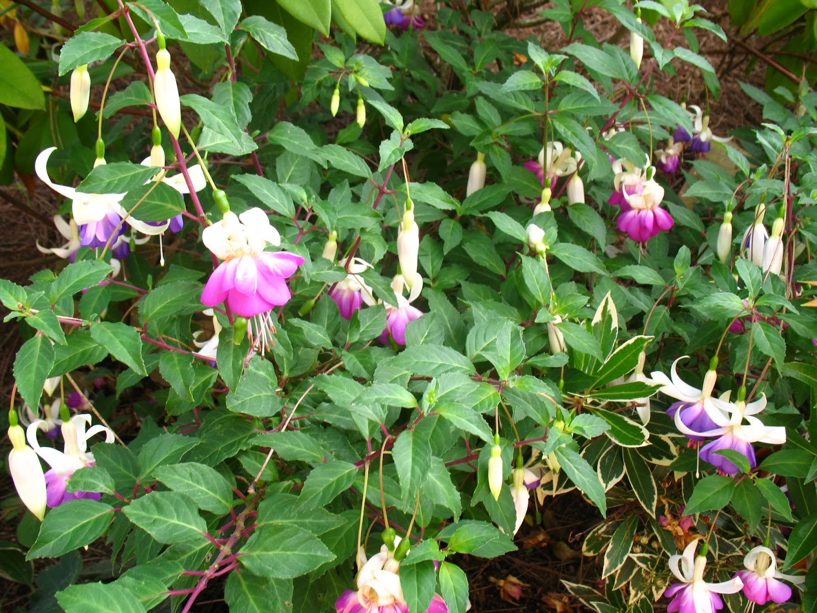 Roses du jardin Chêneland: Fuchsia "Blue Sarah"