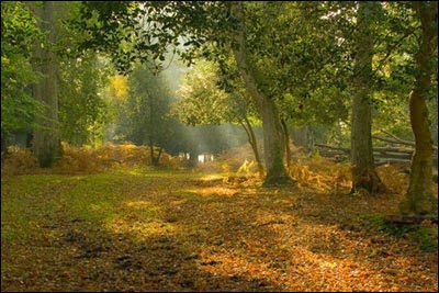 Greycliff's Chronicles: The Red King: King William Rufus of England