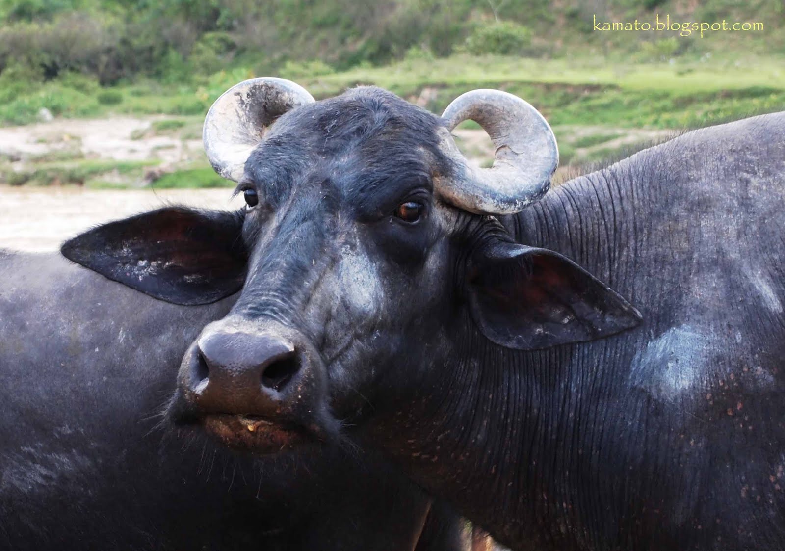 KAMATO: Lembu dan Perumahan