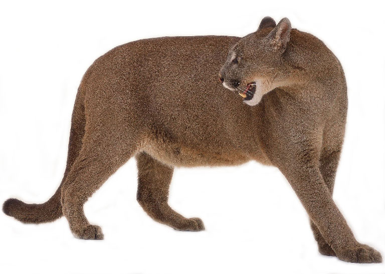 Mundo Animal : Puma (Felis concolor)