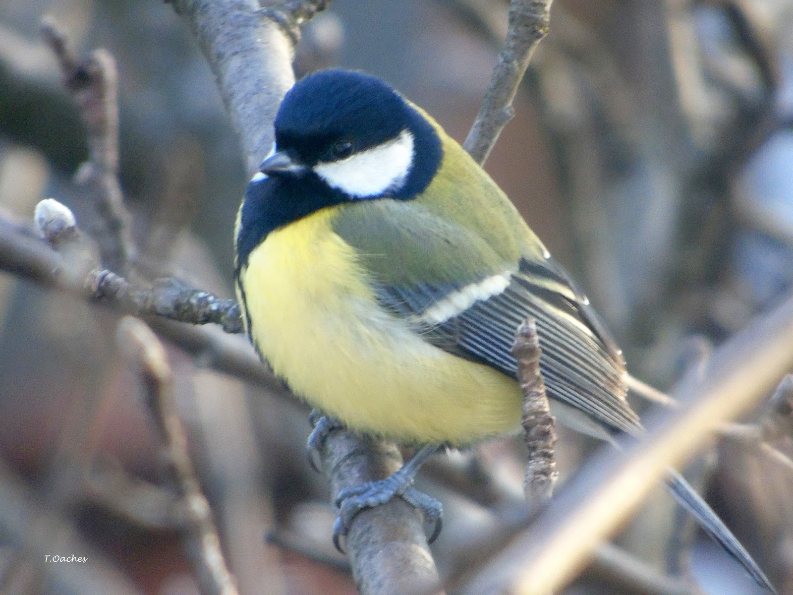 PASARI DIN ROMANIA: PITIGOI MARE, Parus major
