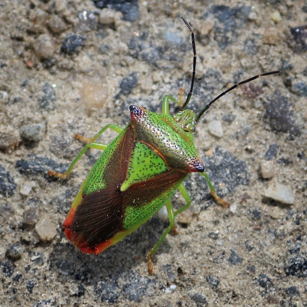 Knuts tips om makrofotografering: Teger