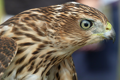 Connecticut Audubon Society: Trout Brook Valley hawk walk 9/22