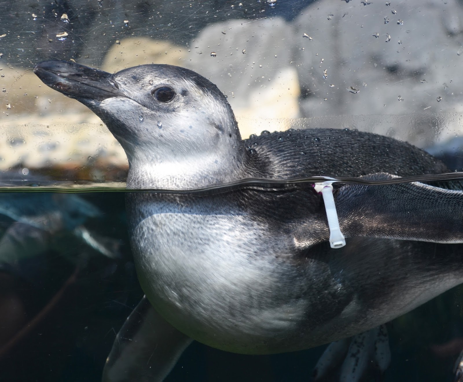 Polkadots on Parade: Aquarium of the Pacific: Magellanic Baby Penguins ...