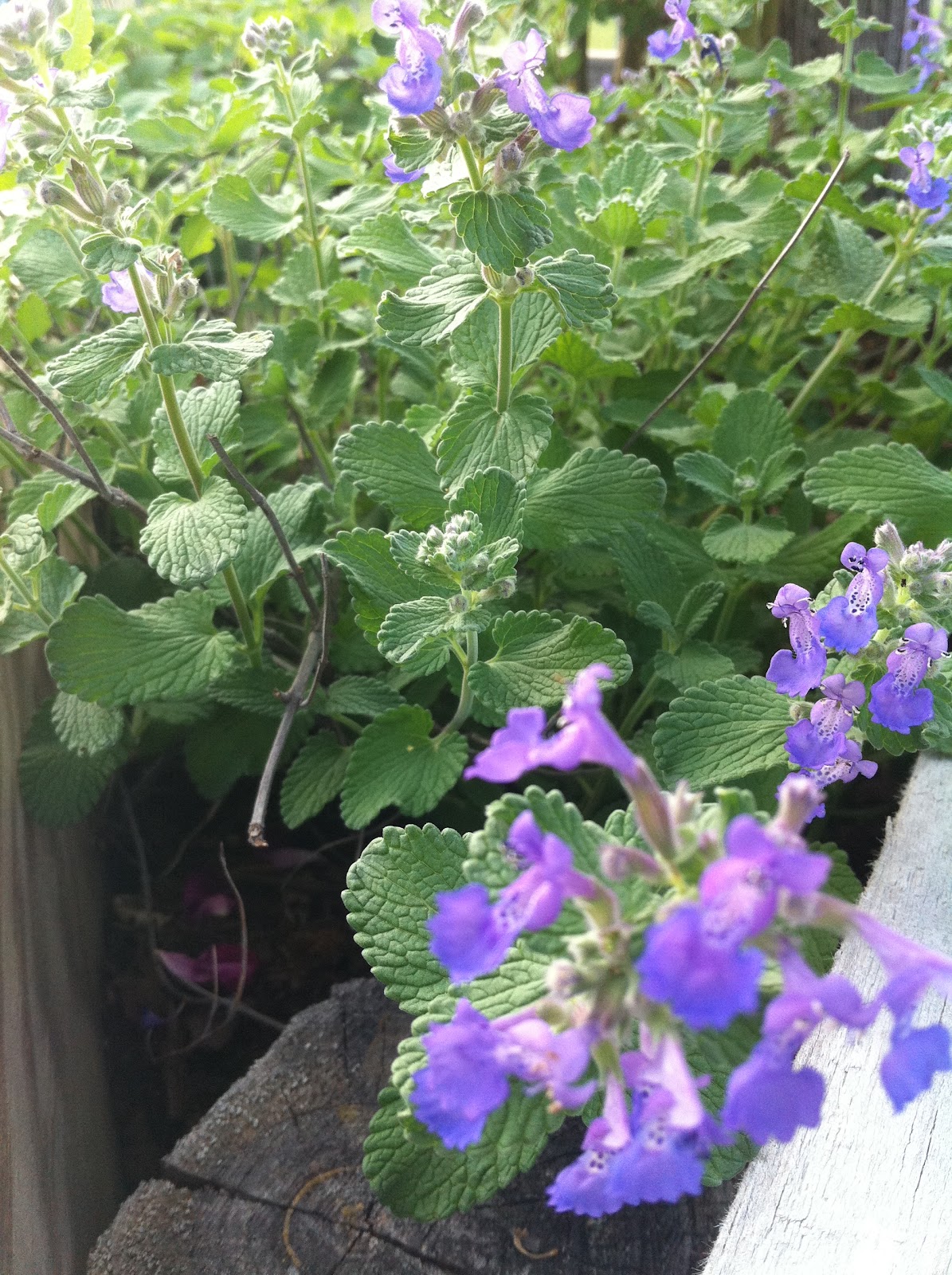 Hill Country Herbalist: Today in the Hill Country Garden: Harvesting ...