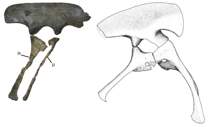 The Theropod Database Blog: Chilesaurus brings out the BANDit in me