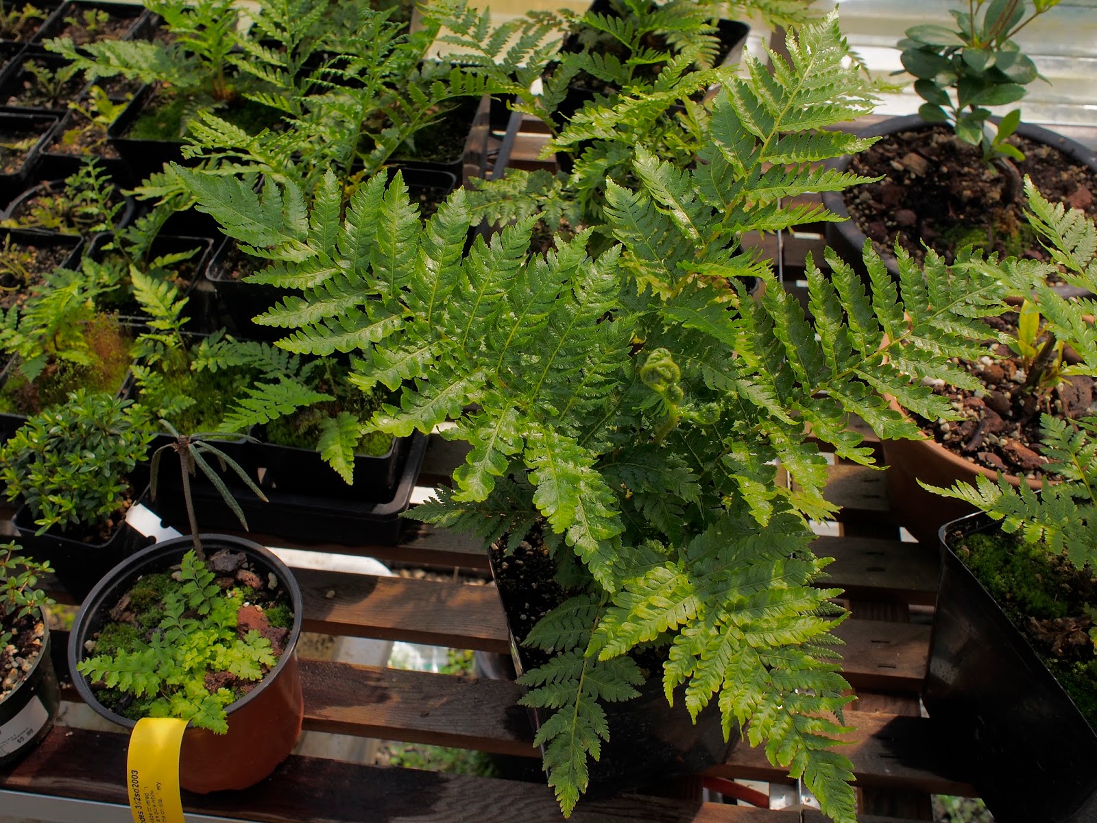Propagating ferns