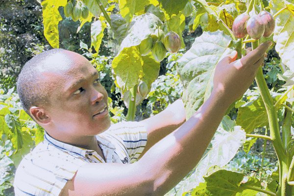 Rich Farm Kenya: Profitable Agribusiness Ideas in Fruit Farming: At 25 ...