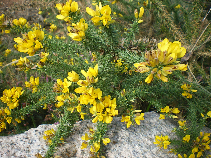 HORTA À PORTA: ULEX (TOJO, TOJO ARNAL)